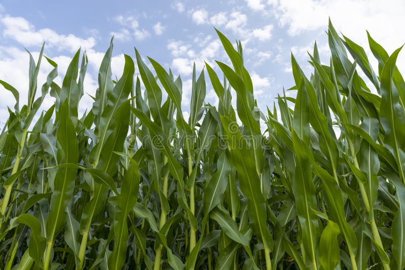 A Large Amount of Sweet Corn in the Field during the Ripening Period ...