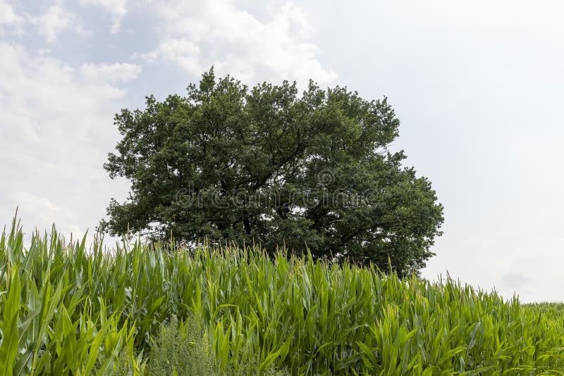 A Large Amount of Sweet Corn and One Oak Tree Stock Photo - Image of ...