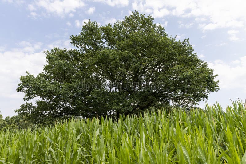 A Large Amount of Sweet Corn and One Oak Tree Stock Photo - Image of ...