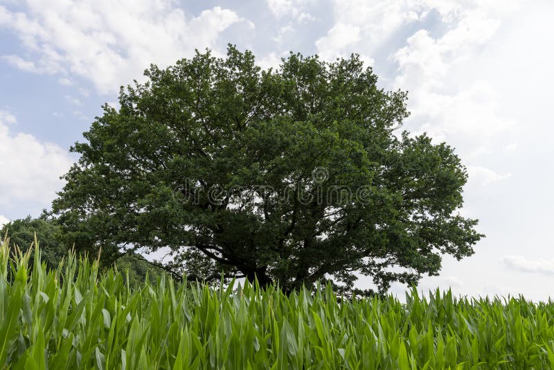 A Large Amount of Sweet Corn and One Oak Tree Stock Photo - Image of ...