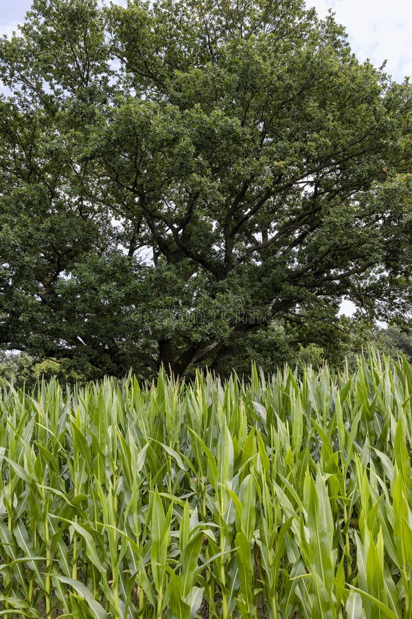 A Large Amount of Sweet Corn and One Oak Tree Stock Photo - Image of ...
