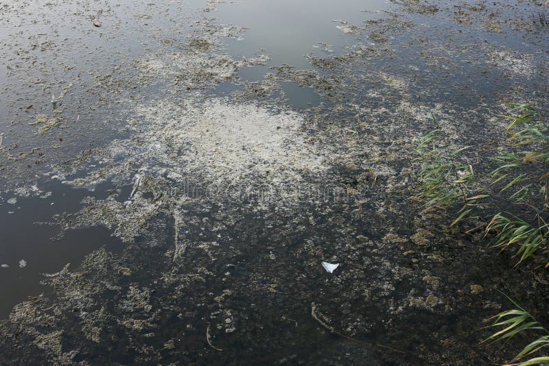 A Large Amount of Trash Polluting Our Waters. Low Water Quality. Bad ...