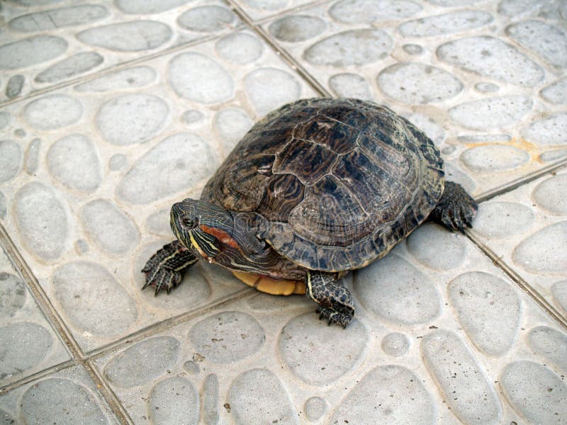 Large amphibious turtle stock image. Image of multi, endurance - 84744923