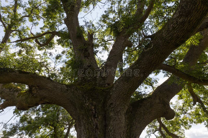 Oak tree on Summers Day stock image. Image of branch - 230544059