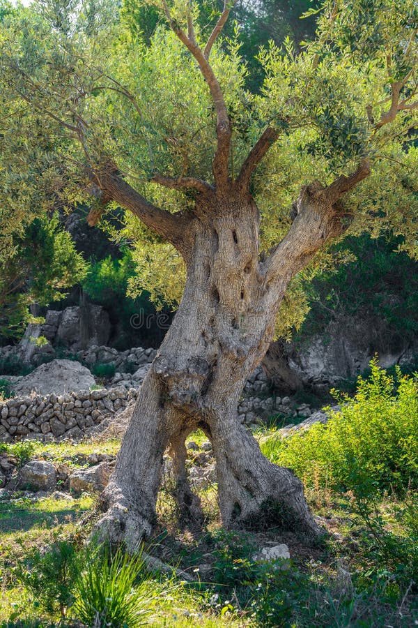 Large and Ancient Olive Tree with Large Hollow in Trunk in Mallorca ...