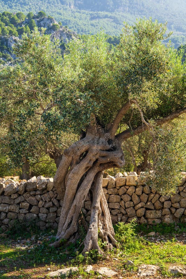 Large and Ancient Olive Tree with Intertwined Trunk. Mallorca, Spain ...