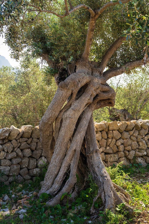 Large and Ancient Olive Tree with Intertwined Trunk. Mallorca, Spain ...