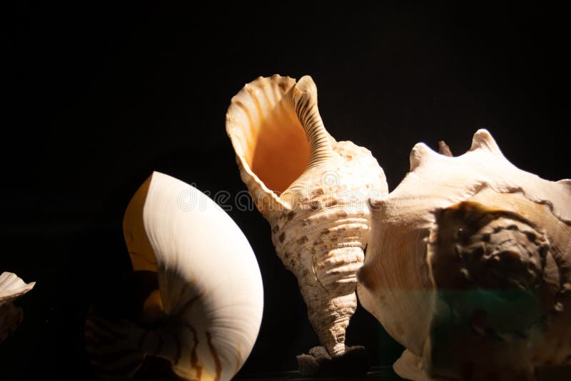 Ancient Seashell Fossils in the Desert of Fayoum Stock Image - Image of ...