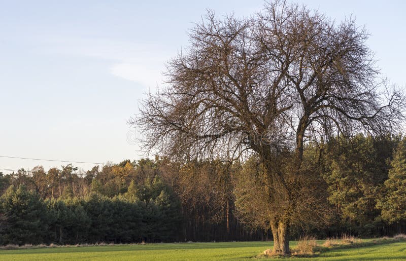 An Old , Branchy Pear Tree Growing in between the Fields . Stock Image ...