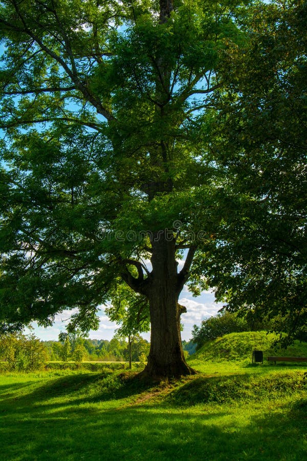 Giant ash tree stock image. Image of wood, huge, colors - 62898577