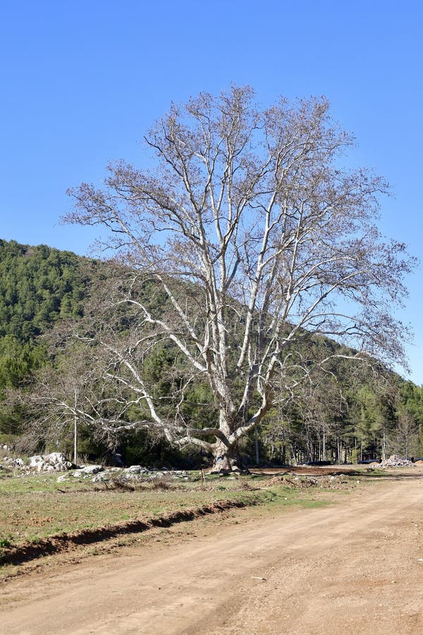 Large ancient tree stock photo. Image of camphor, biology - 359209736