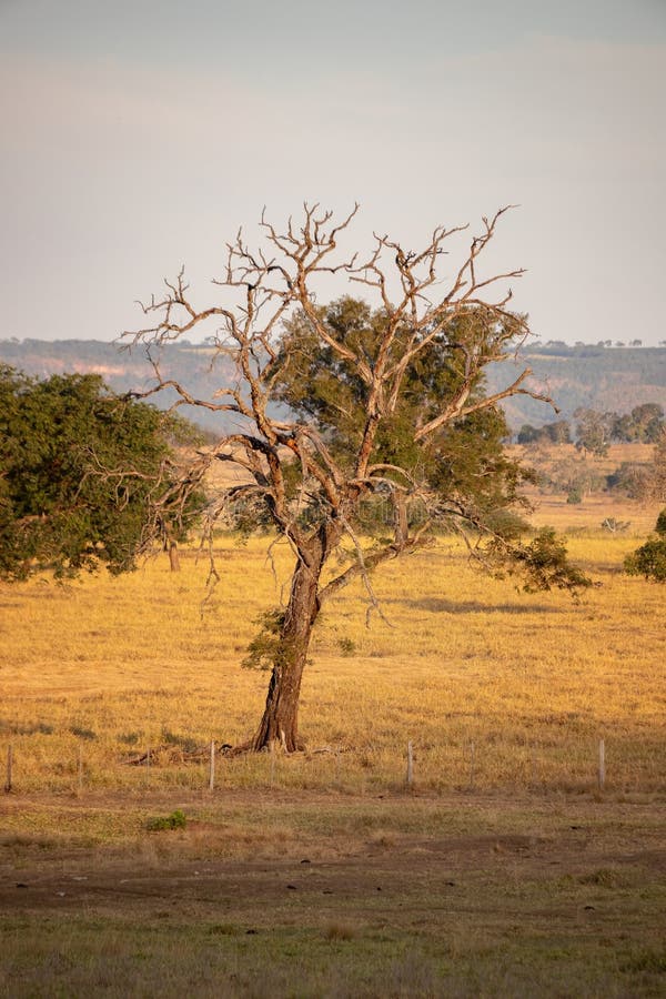Large angiosperm tree stock image. Image of landscape - 225905929