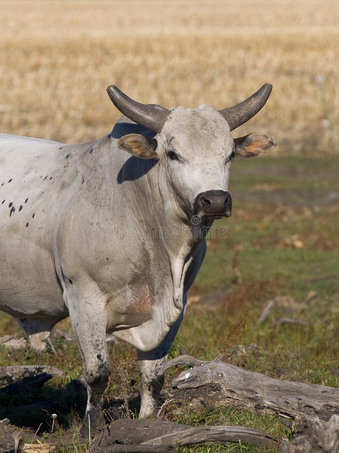 Angry Bull stock image. Image of lose, rugged, risk, strength - 12212785