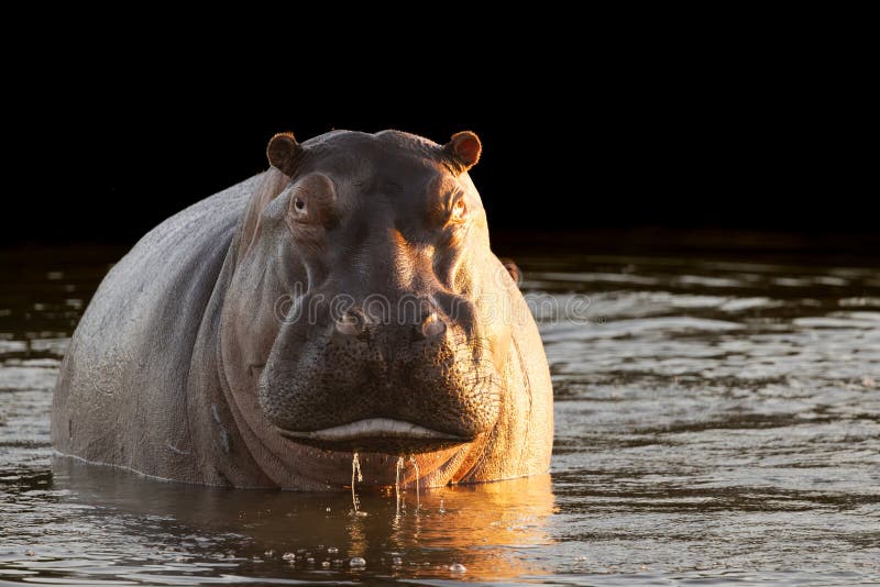 Large Angry Hippo in Water with Water Dripping Stock Photo - Image of ...