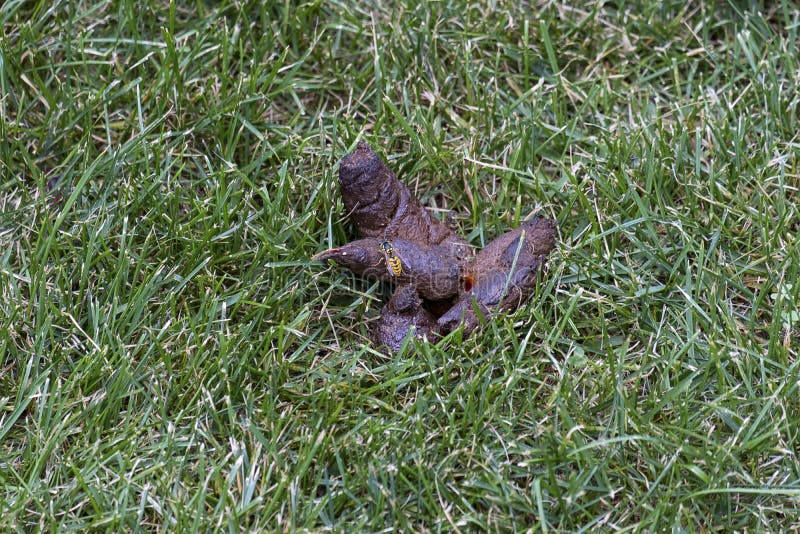 Turd stock image. Image of large, defecate, turd, bowel - 242700135