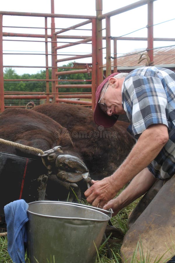 Large Animal Vet at Work stock image. Image of career - 19969239