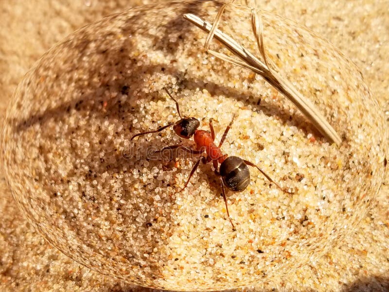 Large Ant Creeps on Yellow Sand, Close Up Stock Image - Image of ...
