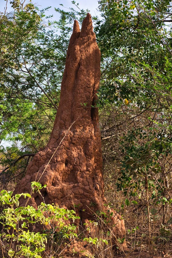 Large Ant Hill in Gambian Forest Stock Photo - Image of mound, outdoors ...