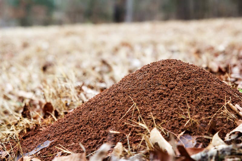 Large Ant Hill Mounded in a Field of Brown Grass Stock Image - Image of ...