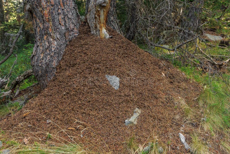 Large Ant Hill in a Pine Forest Stock Image - Image of group, community ...