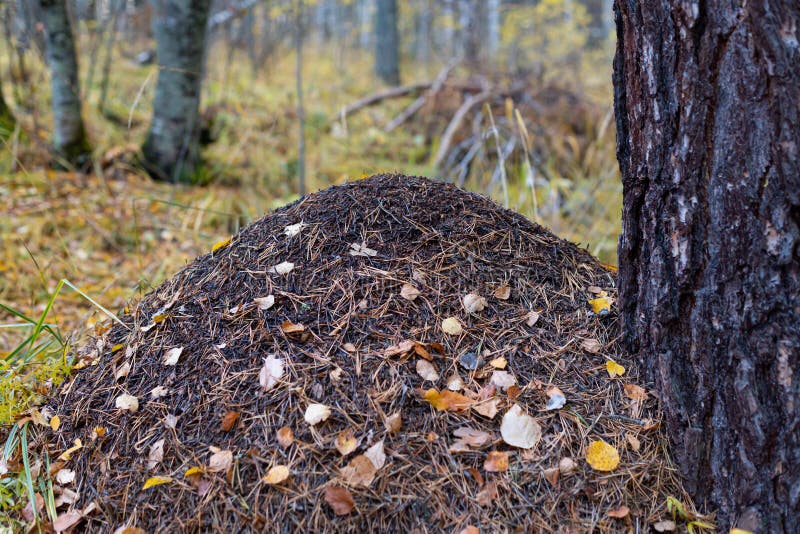 A Large Anthill in the Autumn Forest, Rainy Autumn Weather Stock Photo ...