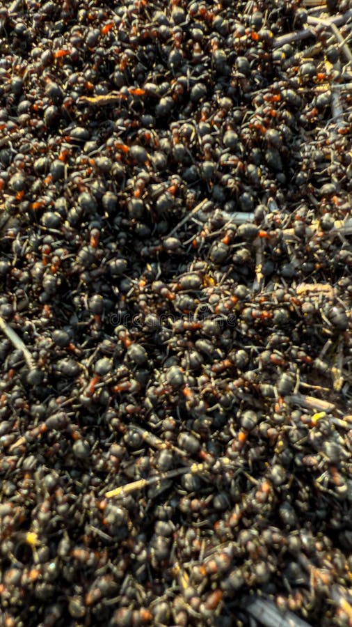 Large Anthill Close-up in Early Spring Stock Image - Image of early ...