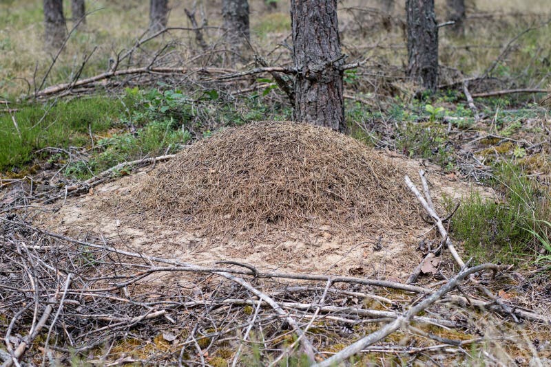 A Large Anthill in the Coniferous Forest. a Mound of Forest Insects ...