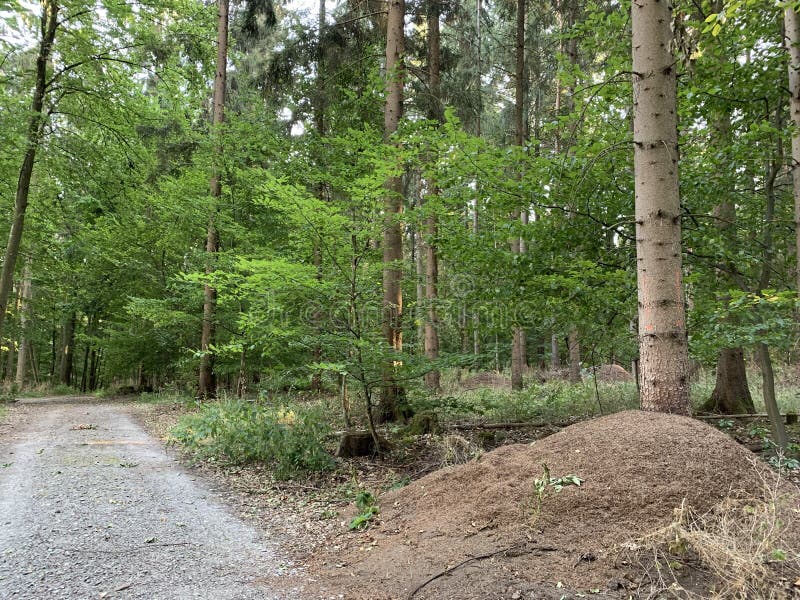 A Large Anthill at the Foot of a Tree Along a Path in a Forest in West ...