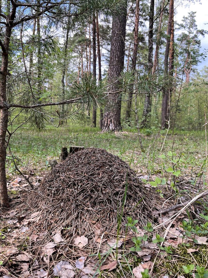 A Large Anthill in the Forest Under a Tree in Spring Stock Image ...