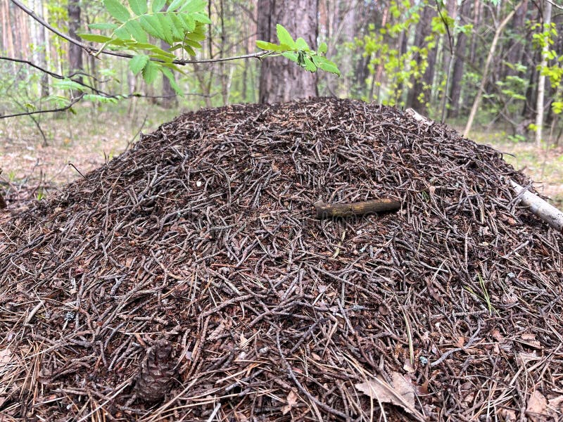 A Large Anthill in the Forest Under a Tree in Spring Stock Image ...