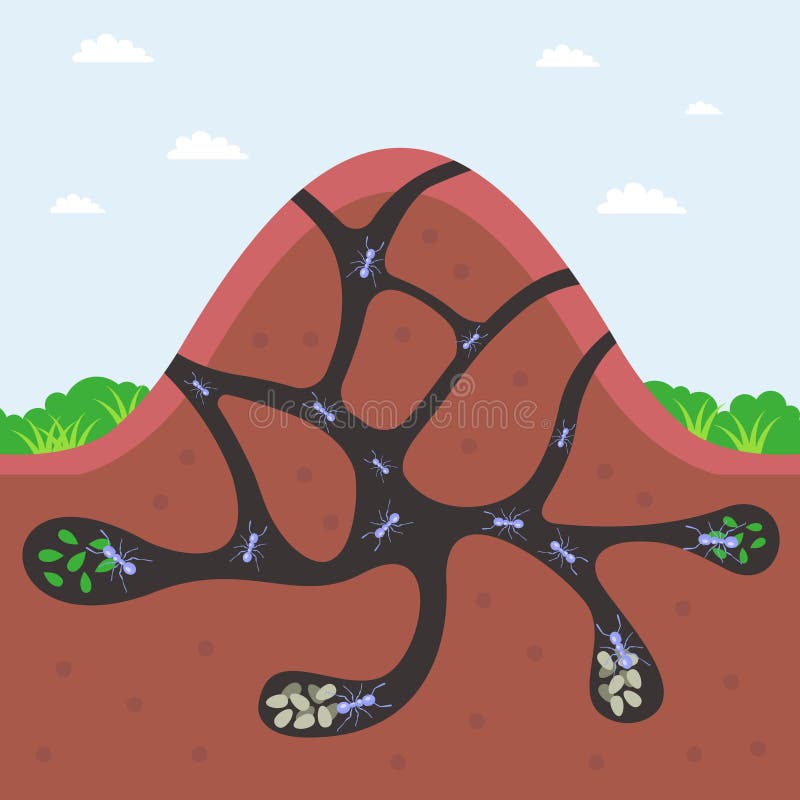 A Large Anthill with Passages Underground. Stock Vector - Illustration ...