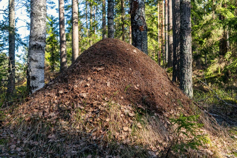 Large Anthill in Spring Sunlight Stock Photo - Image of rufa, ants ...