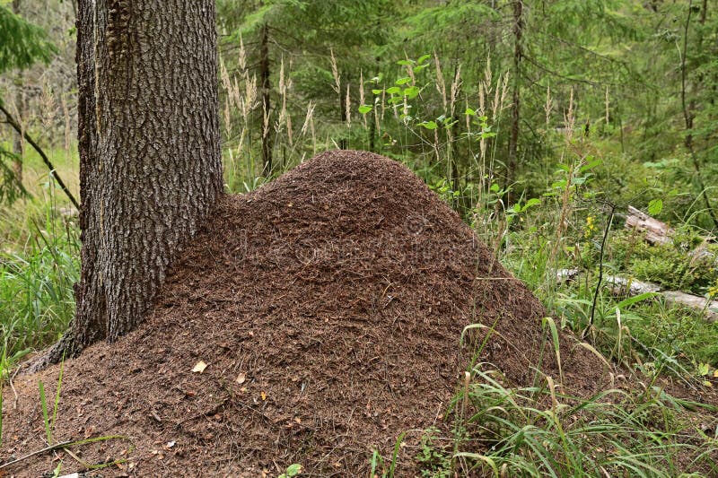 170 Tall Anthill Stock Photos - Free & Royalty-Free Stock Photos from ...