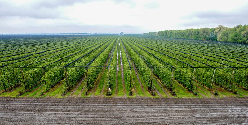 Large Apple Orchard Aerial View Stock Image - Image of natural, fresh ...