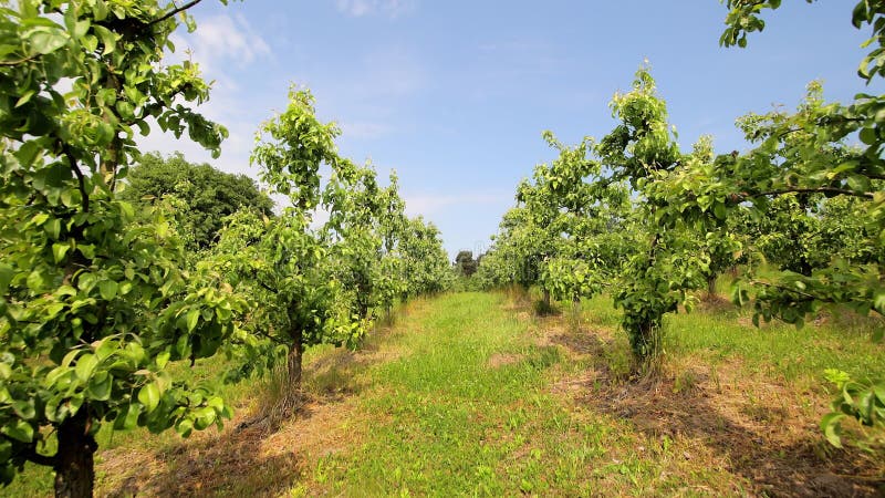 A Large Apple Orchard. Apple Trees are Planted in a Row. Panorama of an ...