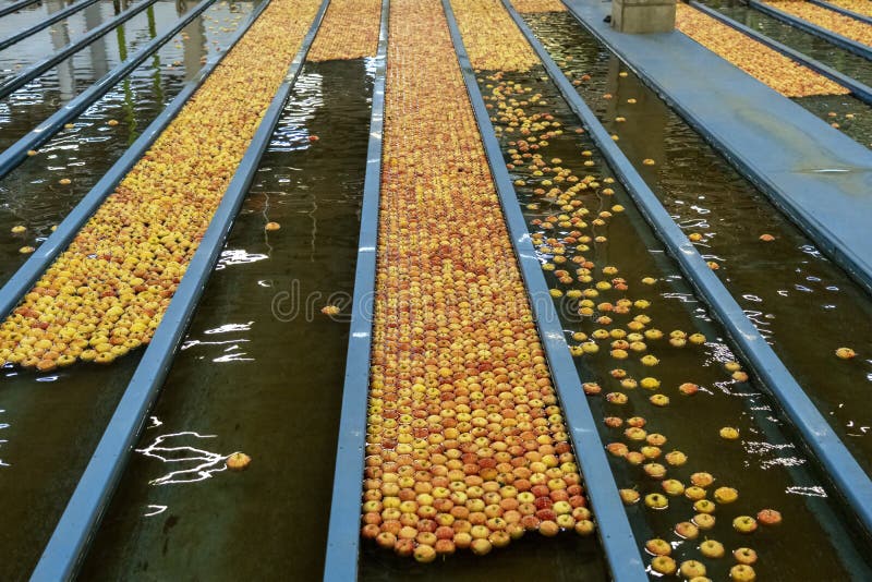 Large Apple Processing Plant Interior with Apples in Flumes Transported ...