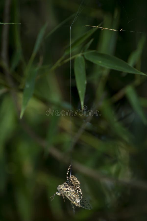 A Large Araneus Spider Catches a Cicada in Its Web and Envelops it ...