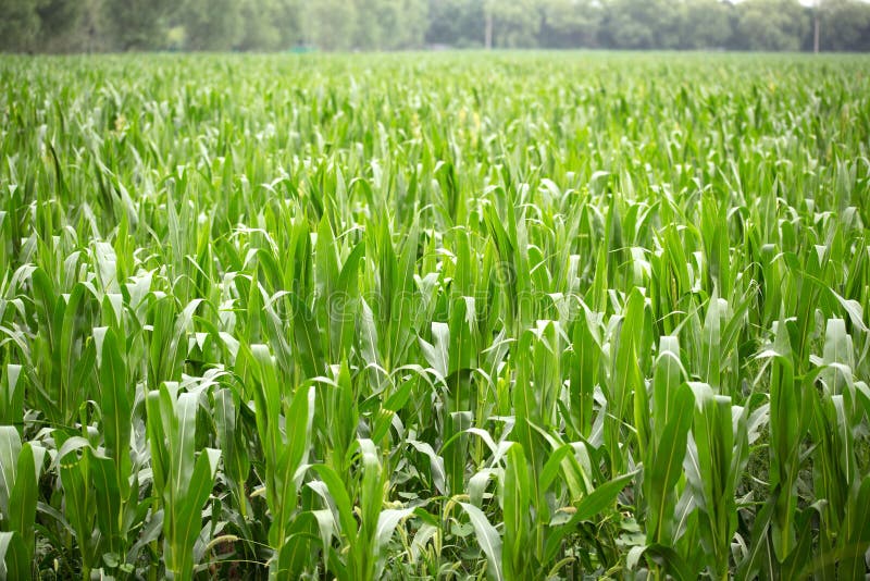 Large area of corn field stock image. Image of large - 254021045