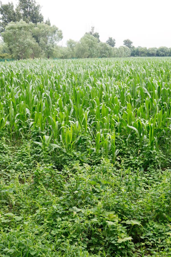 Large Area of Corn Field Outdoors Stock Image - Image of autumn, crops ...