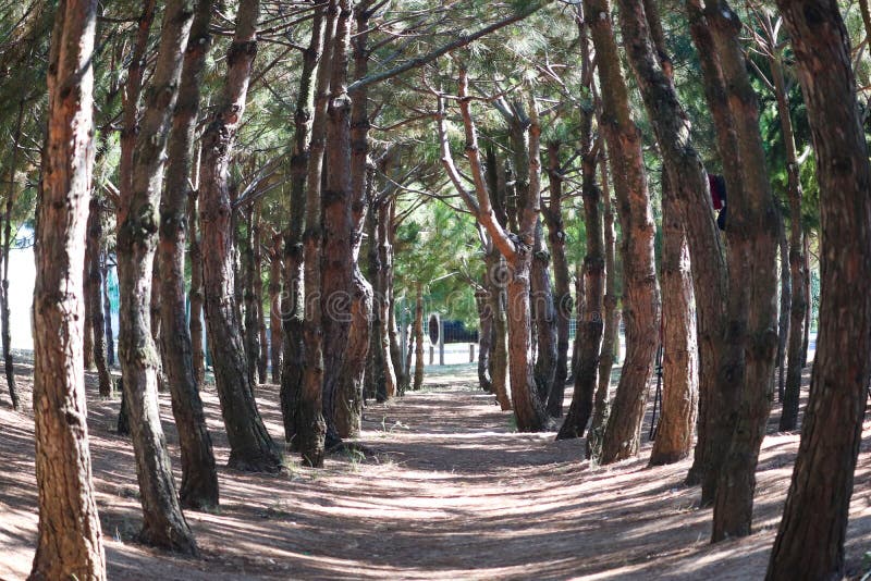 Plenty of Trees and Fresh Air Stock Photo - Image of foliage, floor ...