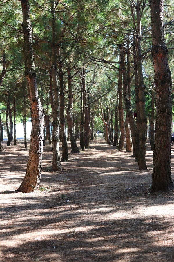 Plenty of Trees and Fresh Air Stock Image - Image of covered ...