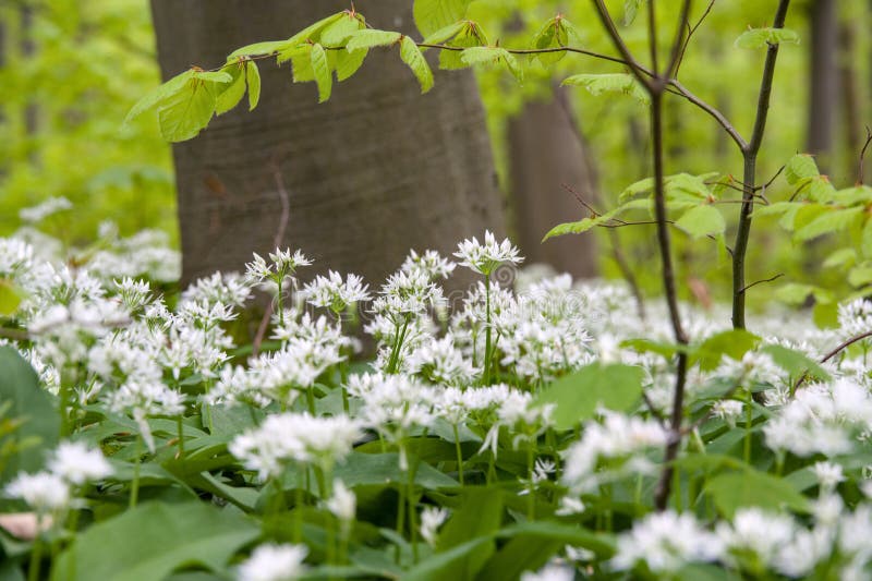 A Large Area of White Blooming Ramsons in the Forest Stock Photo ...