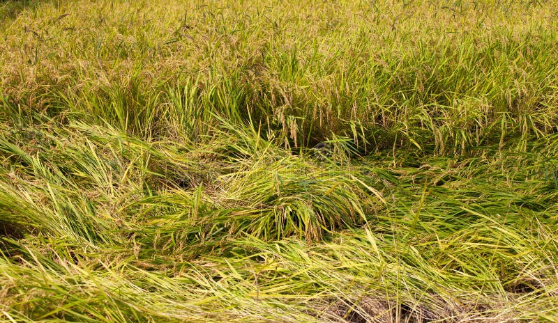 Large Areas of Fallen Rice in Rural Rice Fields Stock Photo - Image of ...