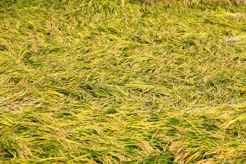 Large Areas of Rice Falling Down Due To Natural Disasters Stock Photo ...