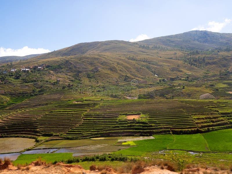 The Large Areas of Terraced Rice Fields of Southern Madagascar Stock ...