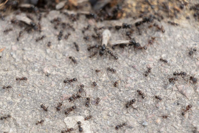 A Large Army of Ants on the Pavement. Spring Sunny Day. Big Stock Image ...