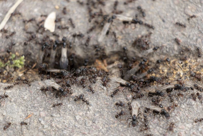 A Large Army of Ants on the Pavement. Spring Sunny Day. Big Stock Photo ...