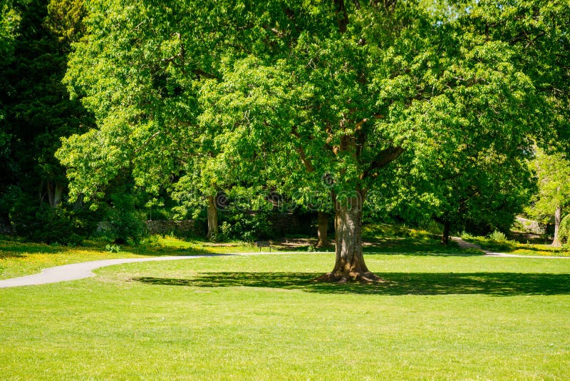 Large Ash Tree in a Park in Kendal Stock Photo - Image of bunch ...