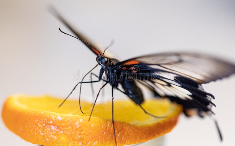 Large Asian Butterfly Swallow Tail Papilio Lowi Drinks Nectar from ...