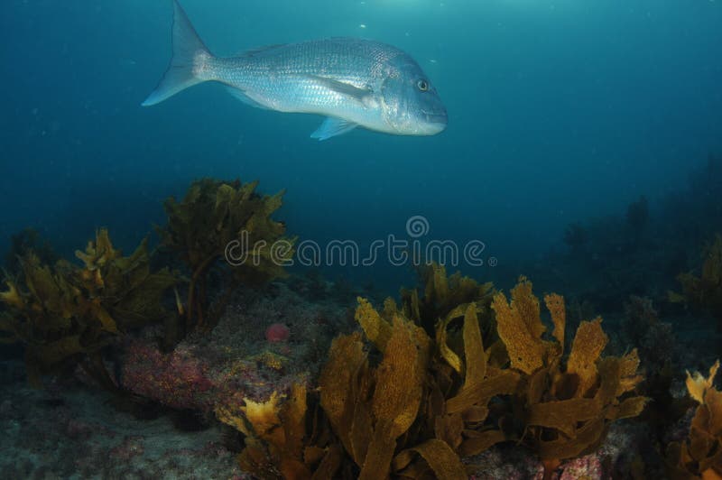Large Australasian Snapper on Algae Covered Reef Stock Photo - Image of ...